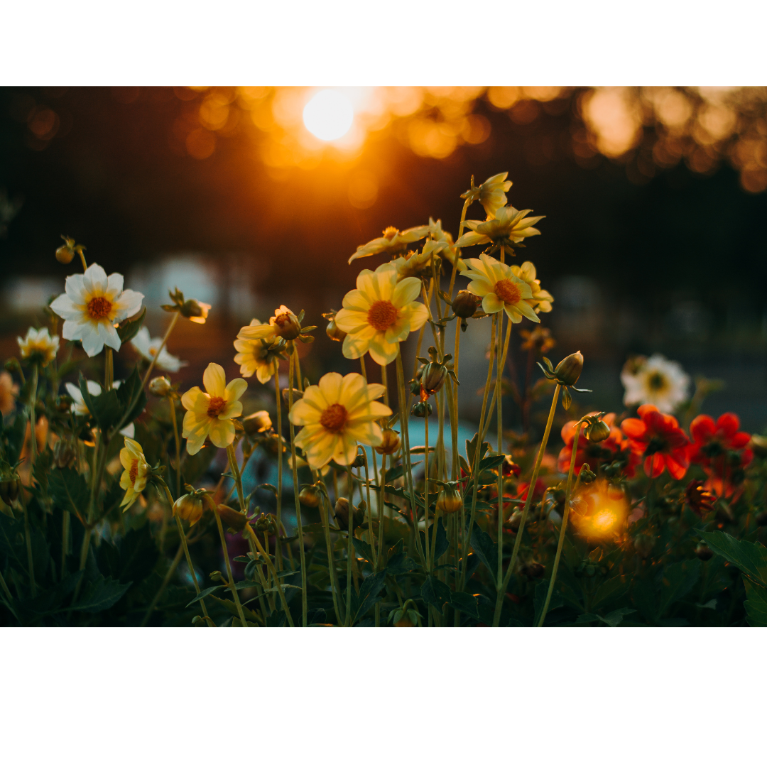 Earthy and Floral Scents – Serenity Fires